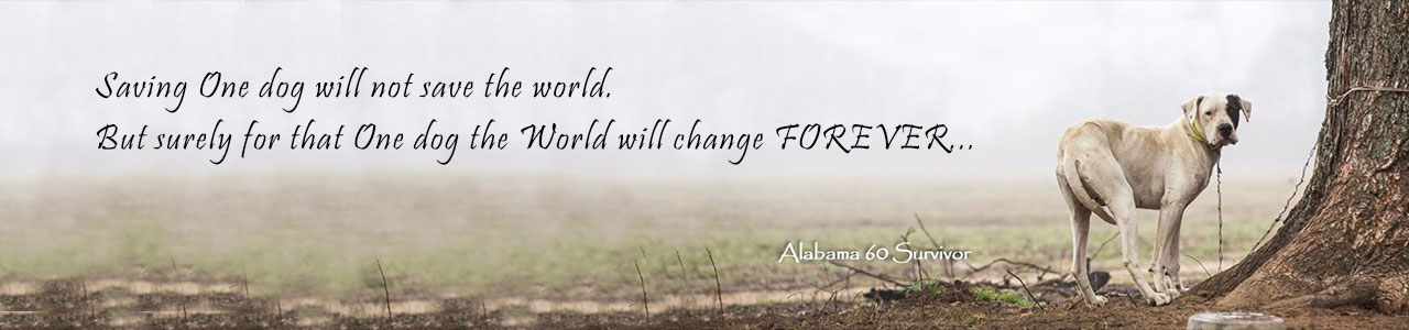 DC Dogos | Dogo Argentino Rescue & Rehabilitation