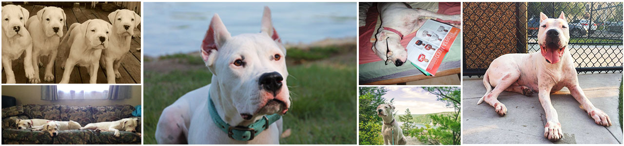 DC Dogos | Dogo Argentino Rescue & Rehabilitation