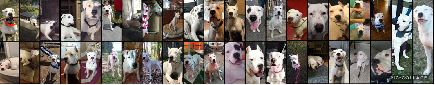 Where Are They Now - DC Dogos