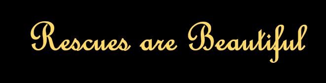 DC Dogos | Dogo Argentino Rescue & Rehabilitation