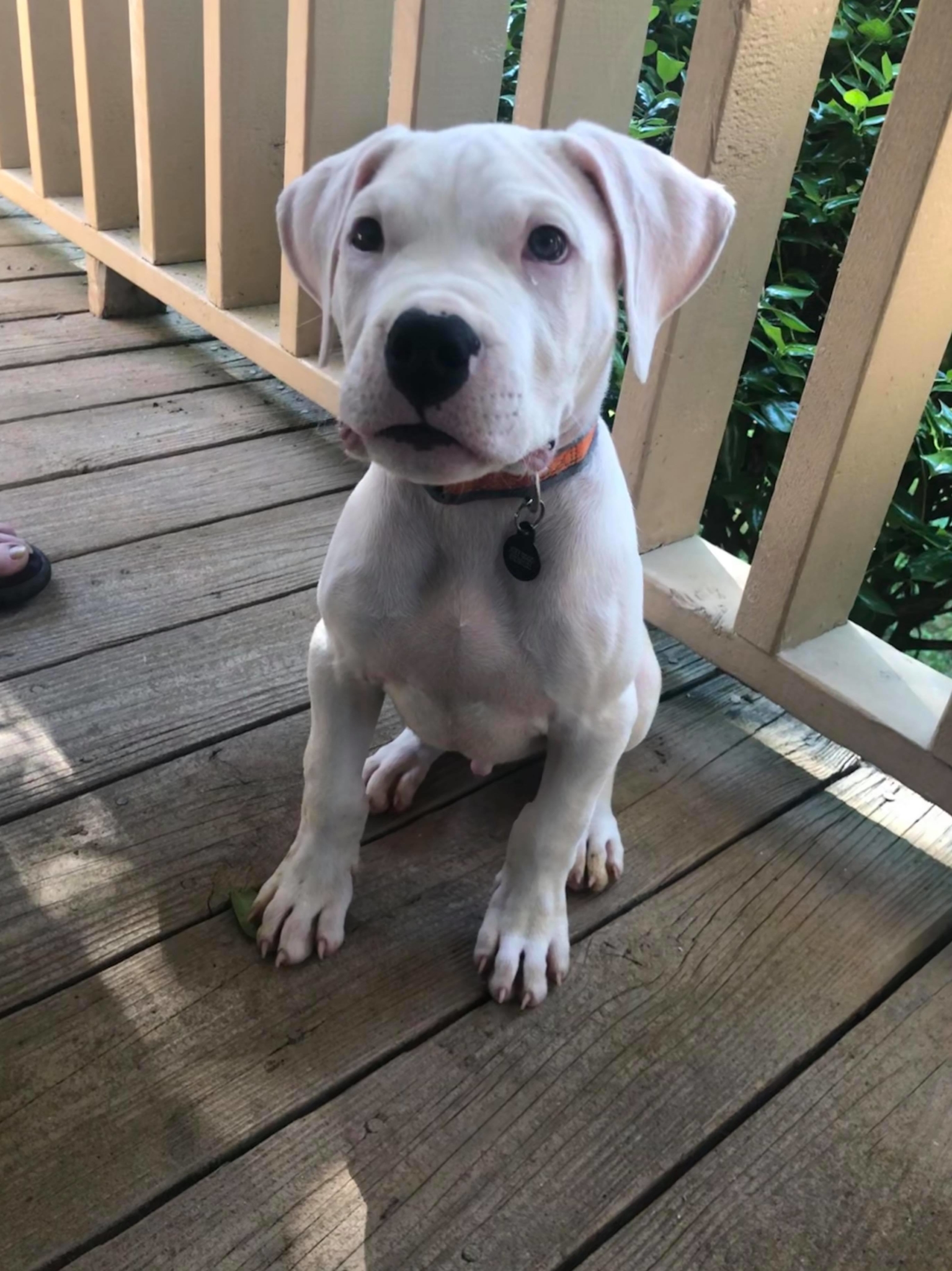 Joey Dogo - DC Dogos