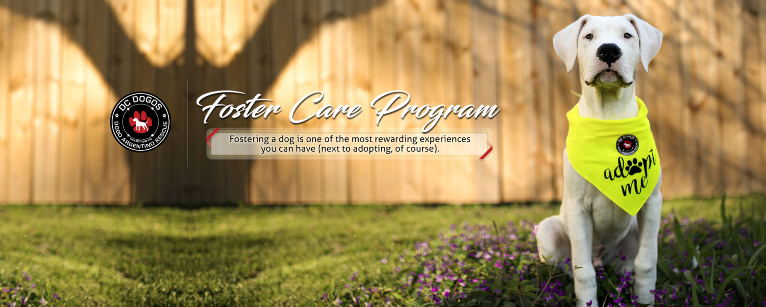 DC Dogos | Dogo Argentino Rescue & Rehabilitation