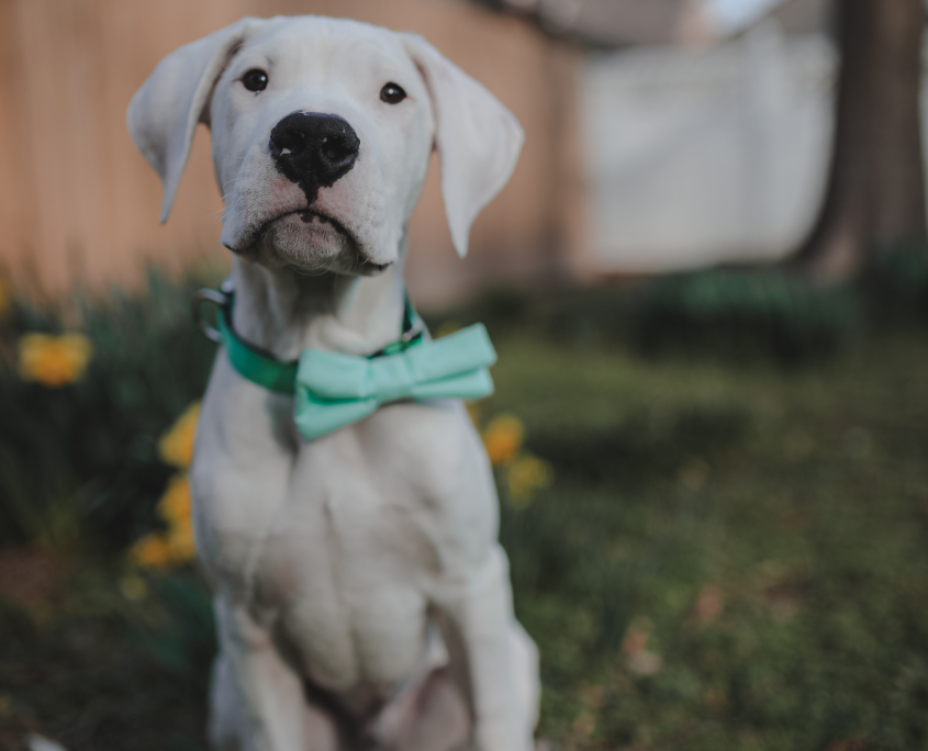 DC Dogos Rescue | About Us