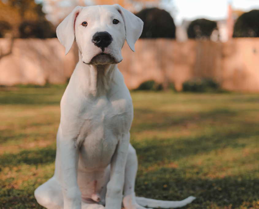 DC Dogos Rescue | About Us