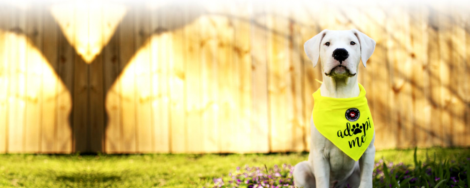 DC Dogos | Contact Us