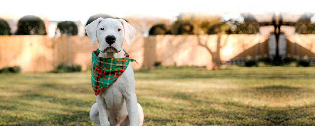 DC Dogos | Dogo Argentino Rescue Dogs for Adoption