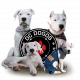 DC Dogos | Dogo Argentino Rescue & Rehabilitation