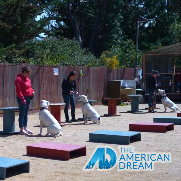 DC Dogos | Dogo Argentino Rescue & Rehabilitation