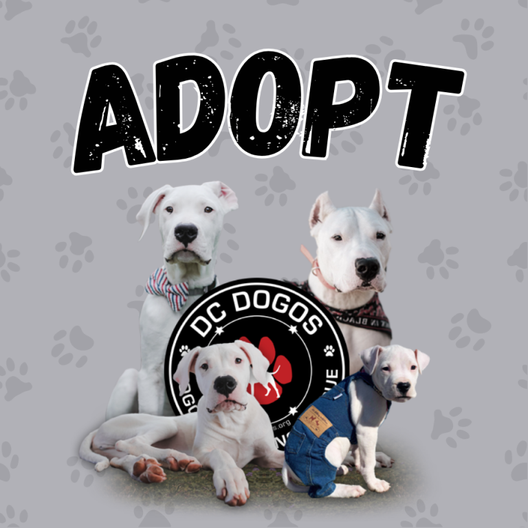 DC Dogos | Dogo Argentino Rescue Dogs for Adoption