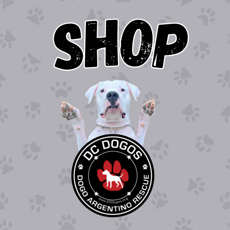 DC Dogos | Dogo Argentino Rescue Dogs for Adoption