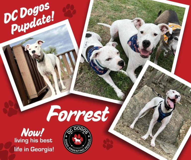 DC Dogos | Dogo Argentino Rescue & Rehabilitation